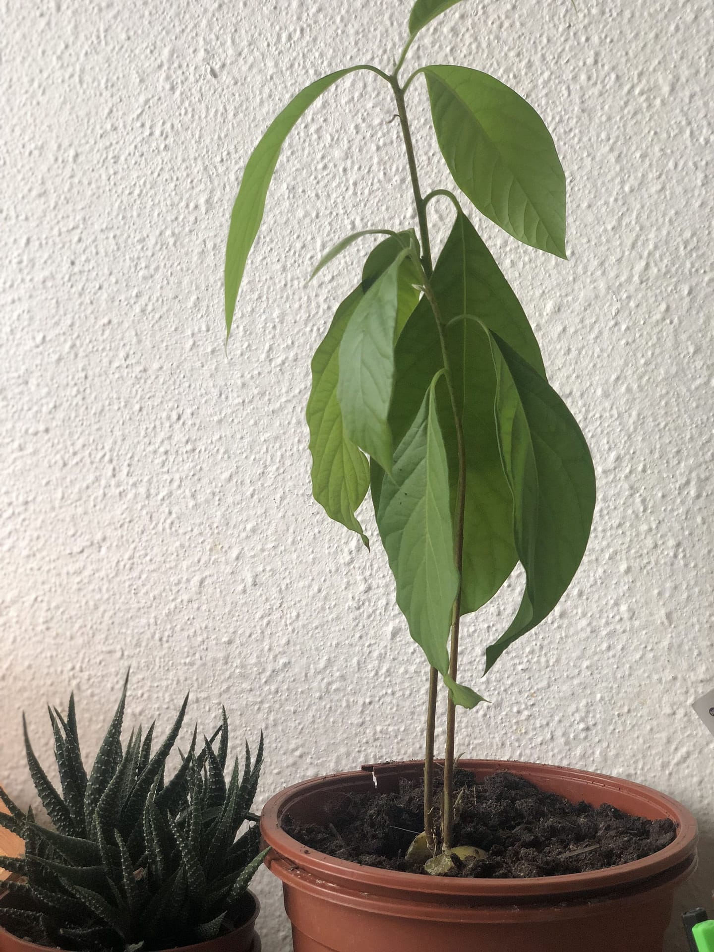 L’avocatier maison - Les marraignes